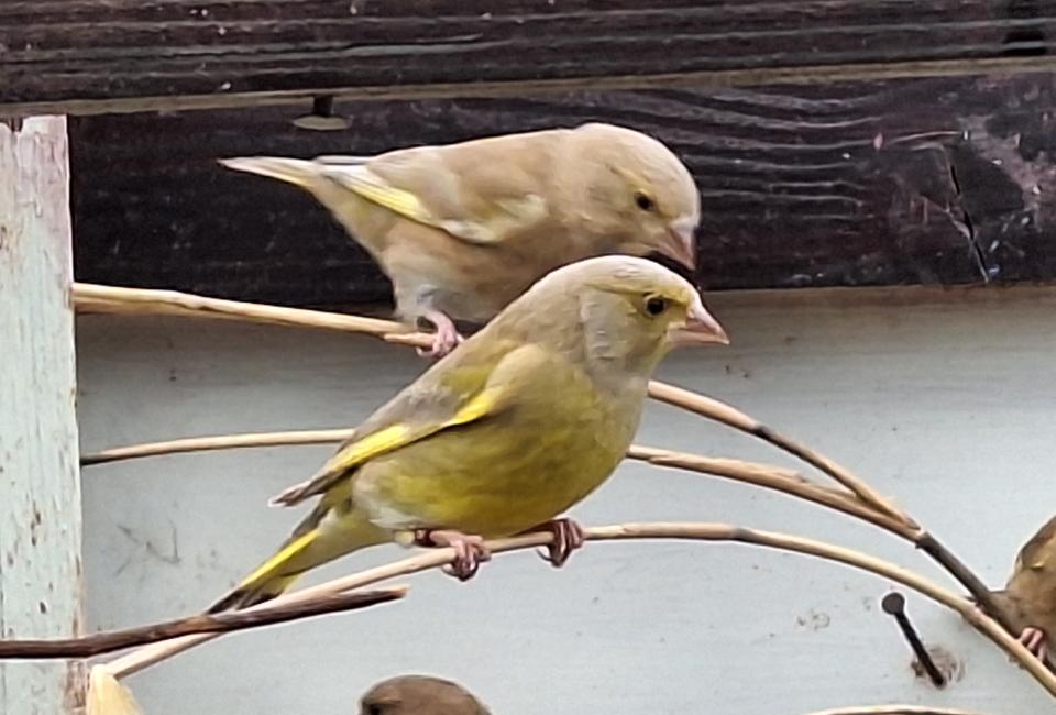 Vogels - Vogelhandel Sandra
