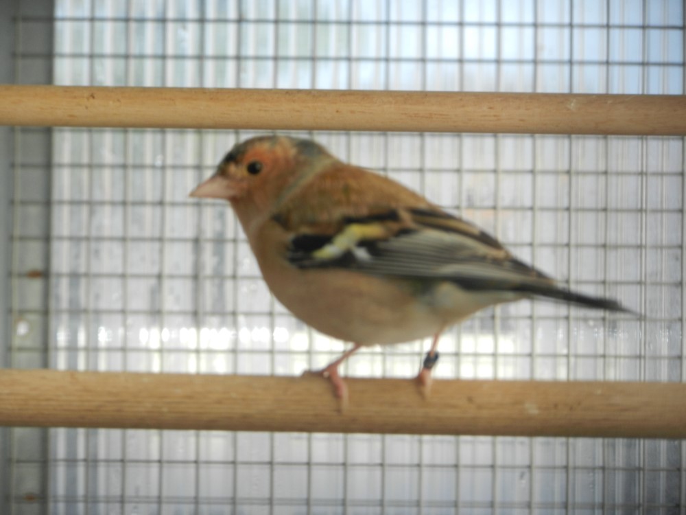 Botvink agaat - Vogels - Vogelhandel Sandra