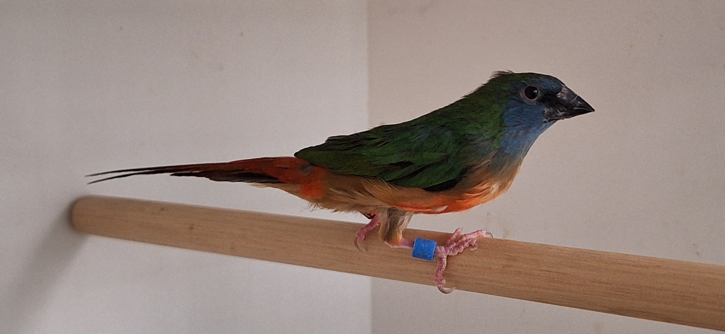 Indische nonpareil - Vogels - Vogelhandel Sandra