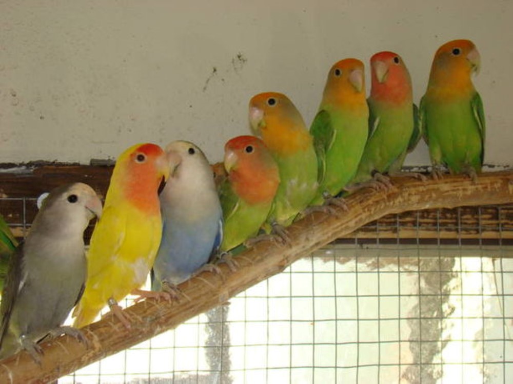 Rosei colli - Vogels - Vogelhandel Sandra