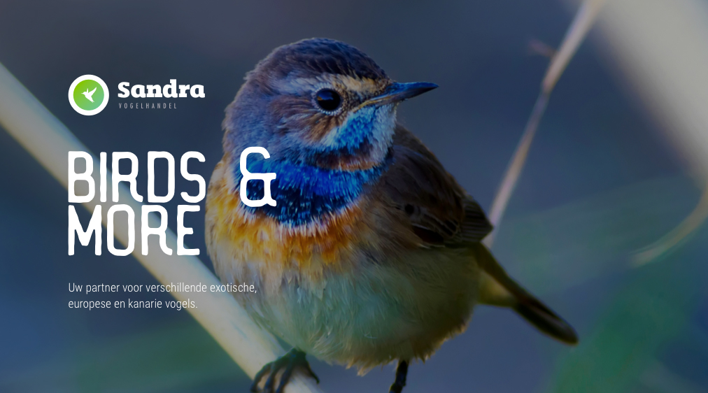 European birds - Category - Birds - Vogelhandel Sandra